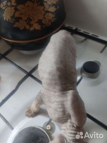 Котёнок девон рекс