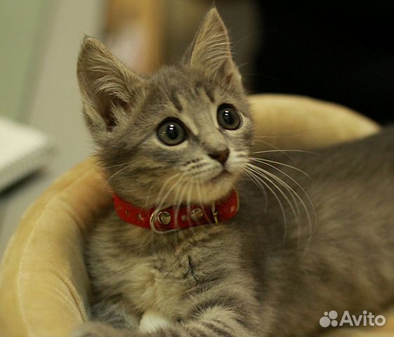 Люси, котенок девочка в добрые руки