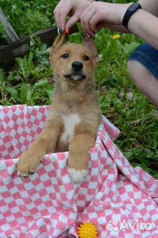 Собака в добрые руки щенок