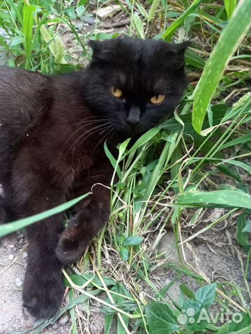 Вислоухая кошечка 2 года