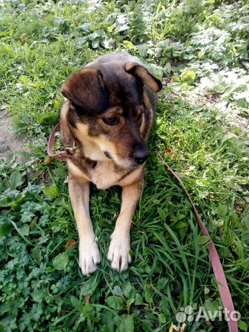 Пёсику нужна помощь