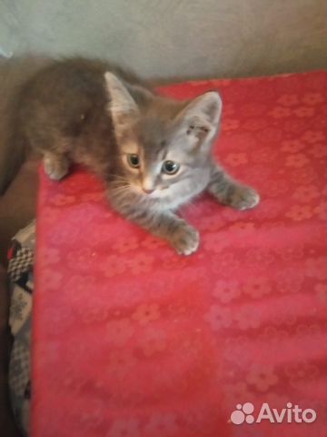 Зеленоглазый принц