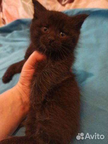 Пушистый Пупсик 1,5 мес