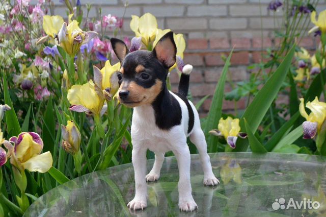 Милашка той-фоксик