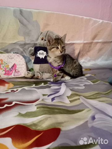 Кнопа ищет дом