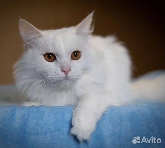 Ангорский кот ищет дом