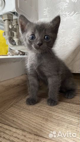 Котенок мальчик 1,5 месяца (плоскогрудие)