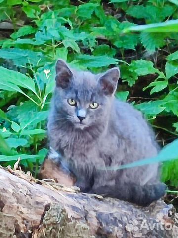 Котенок нибелунг мальчик 2,5мес