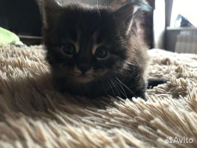 Котенок мальчик, просто золотой