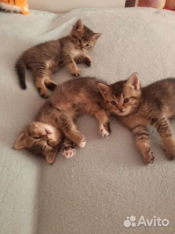 Британские котята