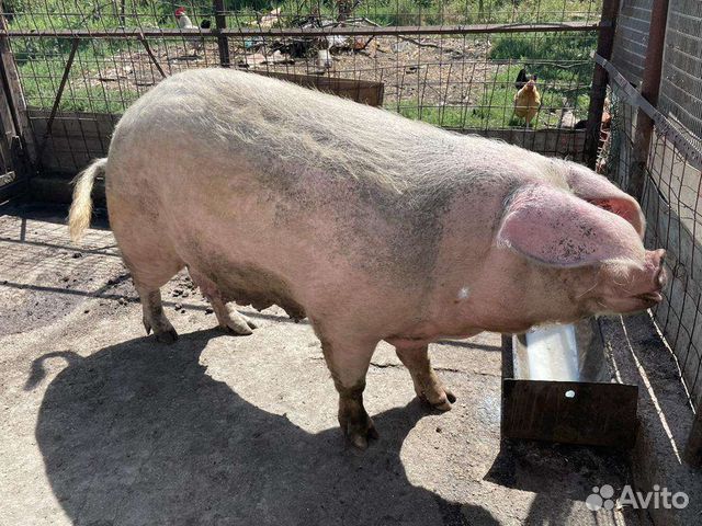Продаётся свинья