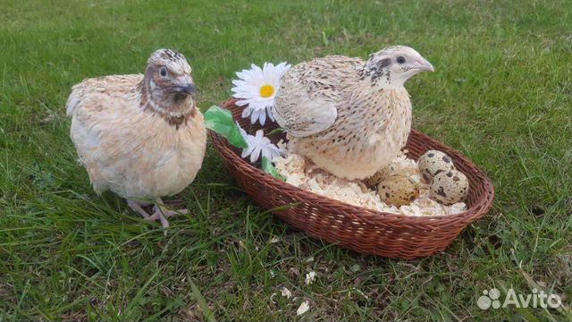 Перепела, куры, индейки, клетки