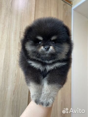 Лав Ис Топ Мачо Померанский шпиц
