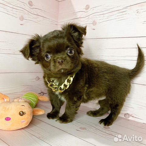 Чихуахуа Ангел