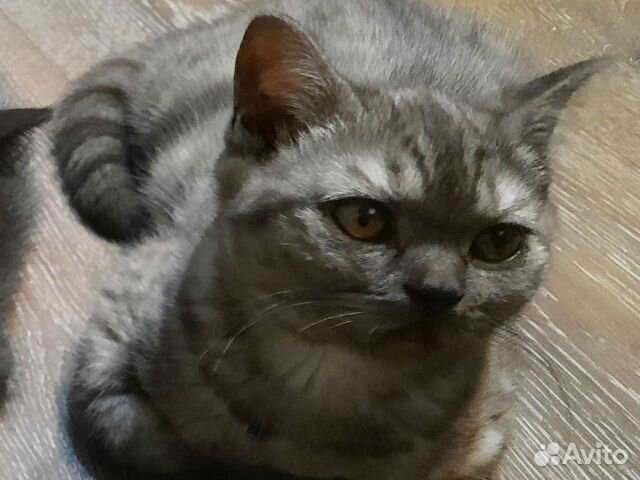 Британская кошка