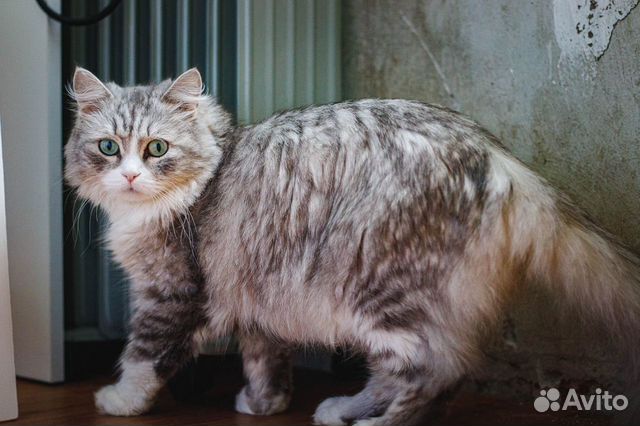 Сибирская кошка бесплатно