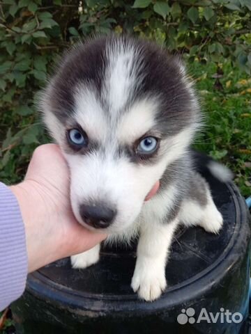 Щенок Помски кобель