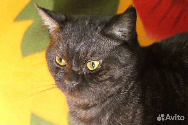 Котик Барин в добрые руки