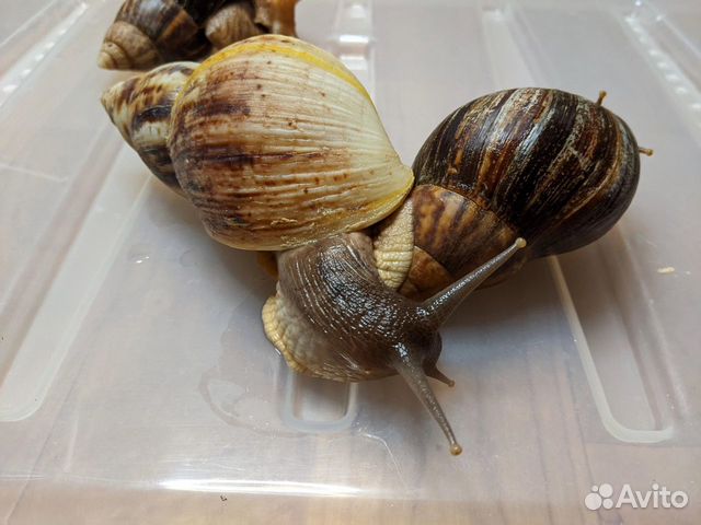 Улитки ахатины бесплатно