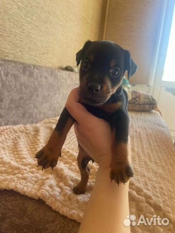 Щенок ягдтерьера