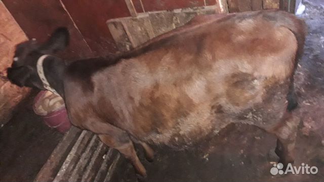 Телка 5 месяцев