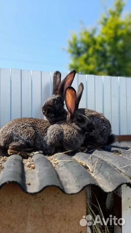 Кролики фландер