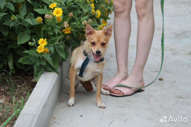 Мелкий пес Роки в добрые руки