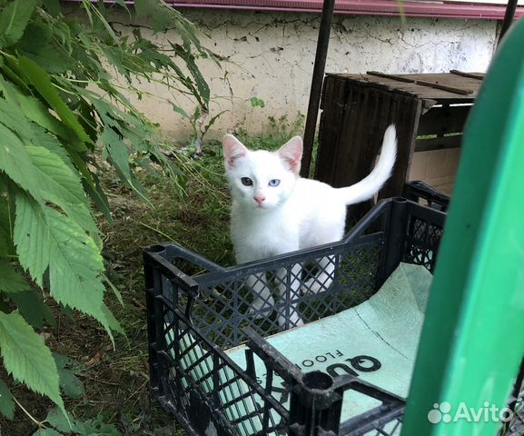 Котенок 3-3,5 мес разноцветные глазки