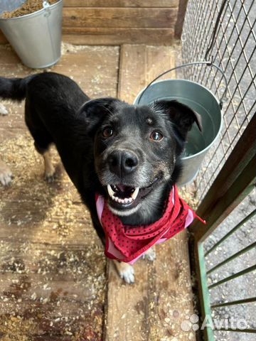 Обаятельному псу необходимо вырваться из приюта