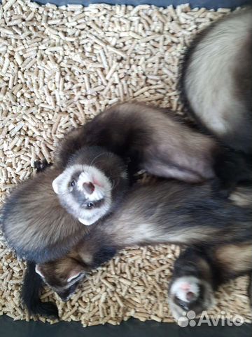 Домашний хорек