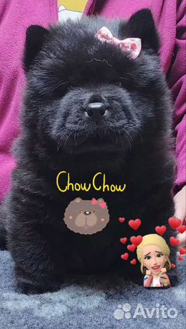 Щенки чау-чау