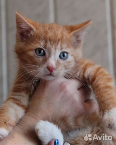 Котёнок Наполеон в добрые руки