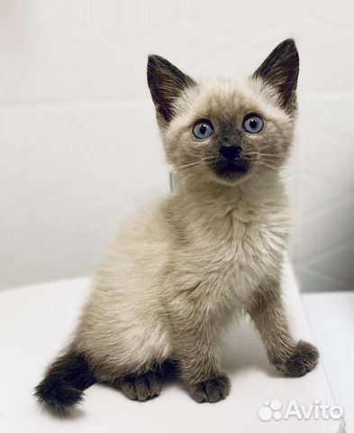 Которебёнок Симба голубоглазый очаровака