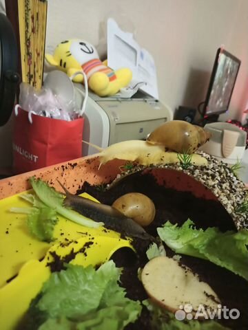 Малыши улиток ахатин