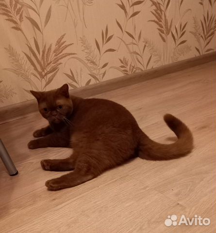 Отдам бесплатно британскую кошечку, 2 года