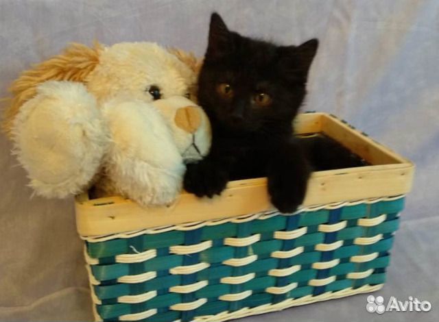 Котята сестрички - в добрые руки