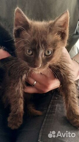 Котенок в добрые руки