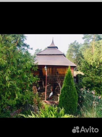 Продаю Фазанов