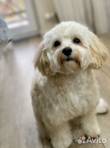 Мальтипу вязка