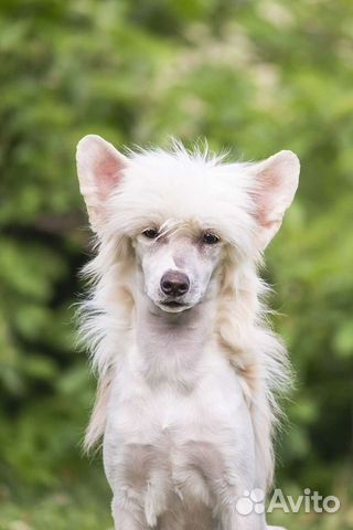 Китайская хохлатая собака