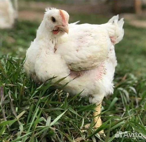 Бройлер 21 день