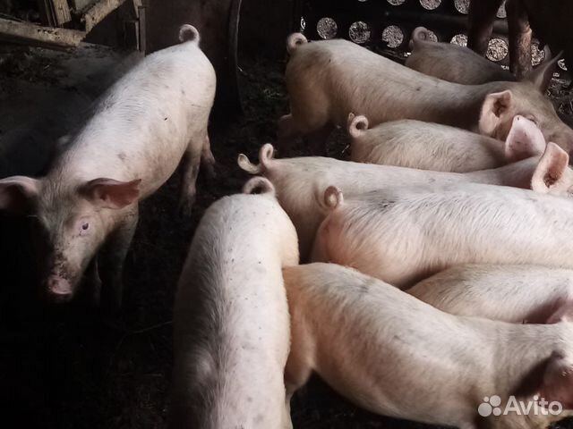 Поросенок ландрас