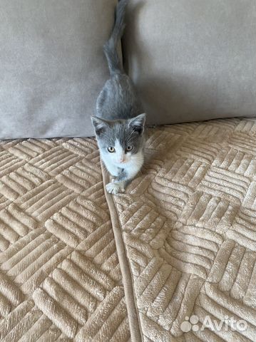 Котенок ищет дом