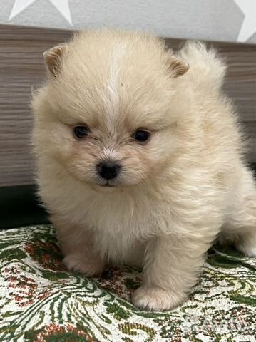 Померанский шпиц