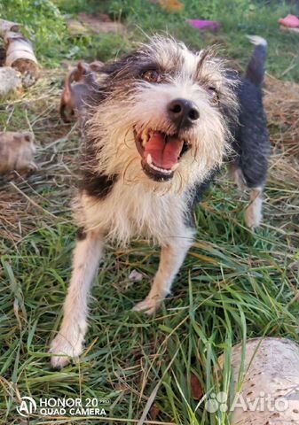 Метис Машка