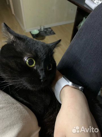 Кот в добрые руки бесплатно