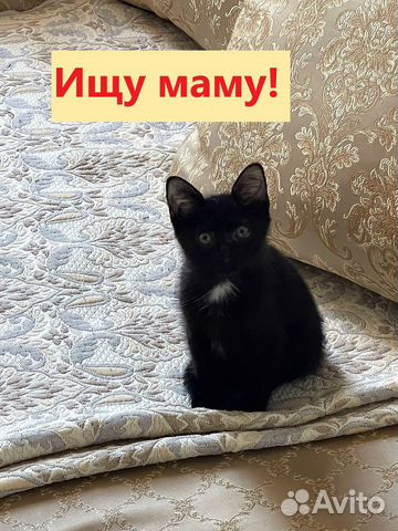 Котенок ищет маму