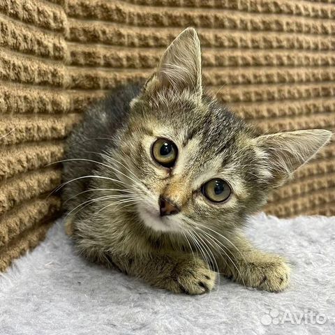 Ищет дом крошка-авиакошка Тутси