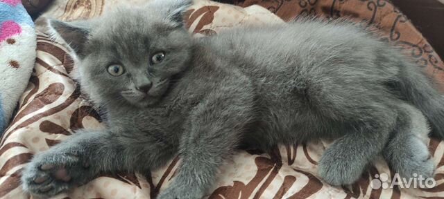 Кошка в дар бесплатно