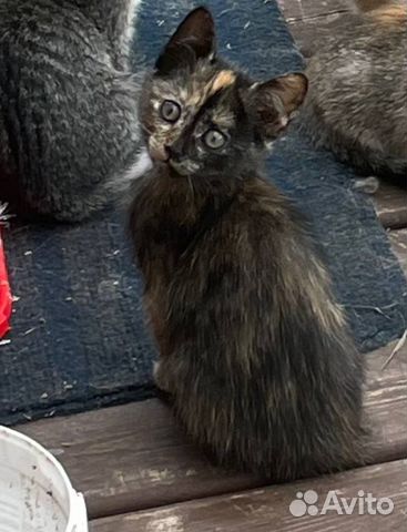 Котенок девочка в добрые руки